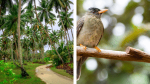 Meilleure période pour partir aux Seychelles : climat, saisons, conseils