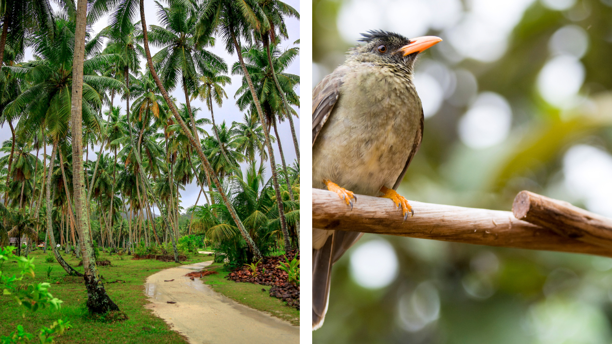 Meilleure période pour partir aux Seychelles : climat, saisons, conseils